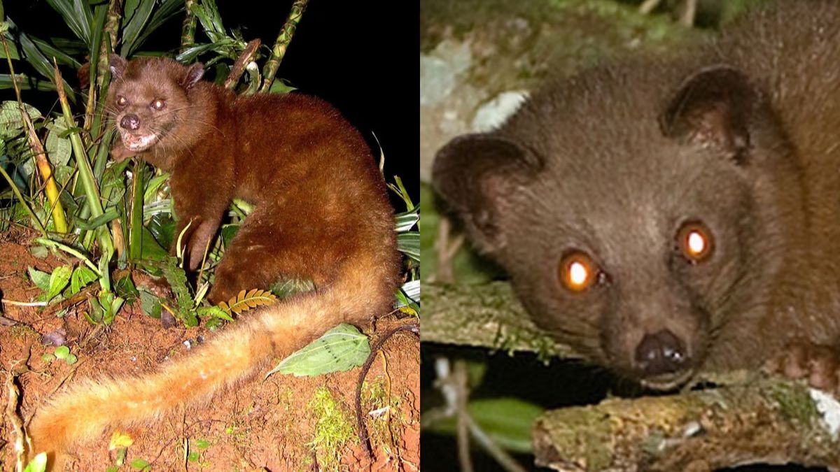 Rare Sighting in Koyna Wildlife Sanctuary: Brown 'Palm Civet' Spotted ...
