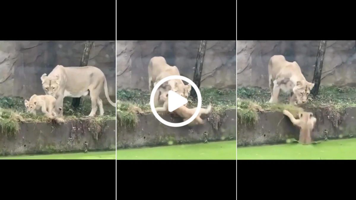Lion Accidently Pushes Its Cub Into Water, Watch What Happens Next ...
